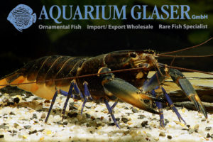 Cherax sp. Blue Moon Black Body / Black Scorpion Blue Leg - Aquarium ...