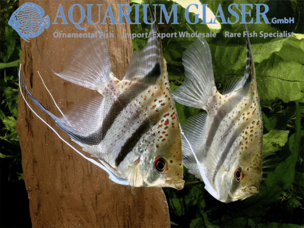 Pterophyllum scalare "Guyana Red Dragon" - Aquarium Glaser GmbH