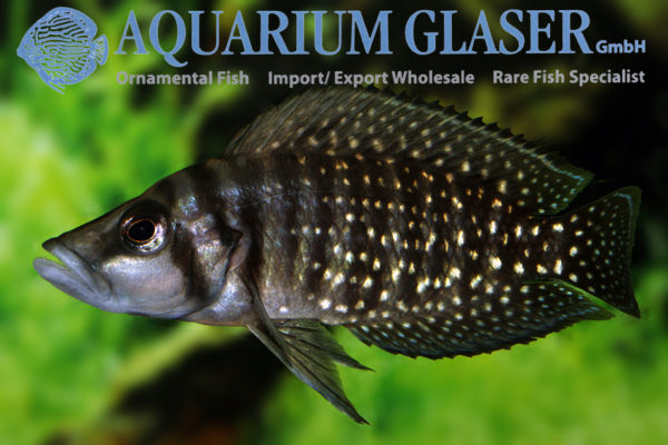 Altolamprologus calvus - Aquarium Glaser GmbH