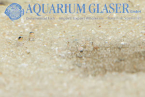 Apionichthys nattereri - Aquarium Glaser GmbH