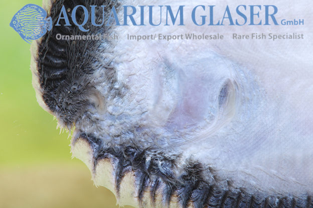 Apionichthys nattereri - Aquarium Glaser GmbH