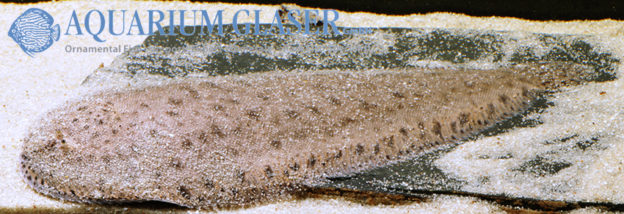 26. Plattfische - Aquarium Glaser GmbH