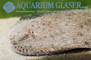 Apionichthys nattereri - Aquarium Glaser GmbH