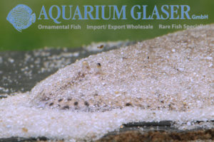 Apionichthys nattereri - Aquarium Glaser GmbH