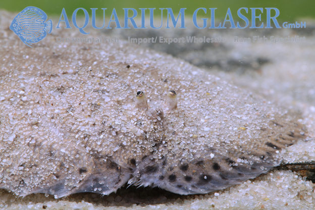 Apionichthys nattereri - Aquarium Glaser GmbH