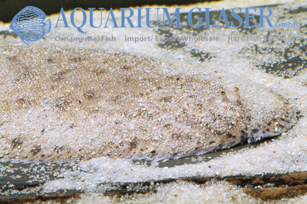 Apionichthys nattereri - Aquarium Glaser GmbH