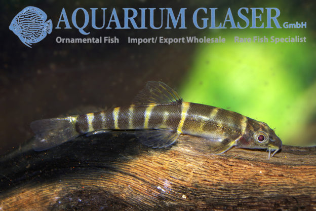 Barbucca diabolica - Aquarium Glaser GmbH