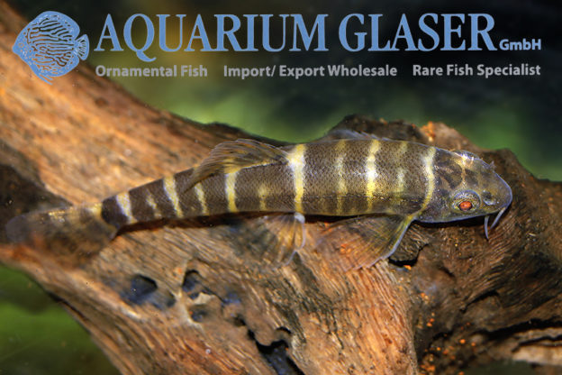 Barbucca diabolica - Aquarium Glaser GmbH