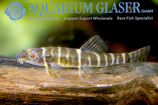Barbucca diabolica - Aquarium Glaser GmbH