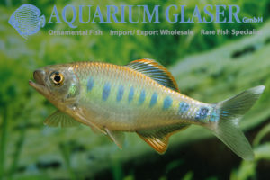 Barilius ardens - Aquarium Glaser GmbH