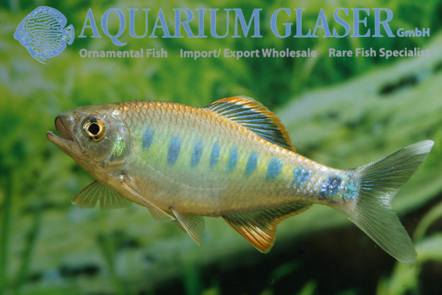 Barilius ardens - Aquarium Glaser GmbH