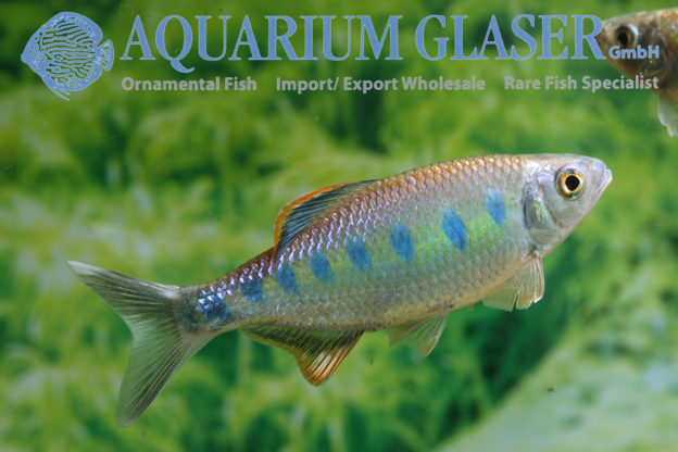 Barilius ardens - Aquarium Glaser GmbH