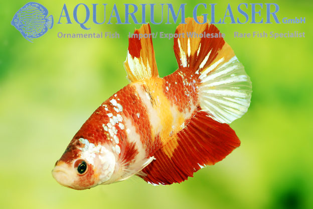 Betta splendens „Emerald Candy“ - Aquarium Glaser GmbH