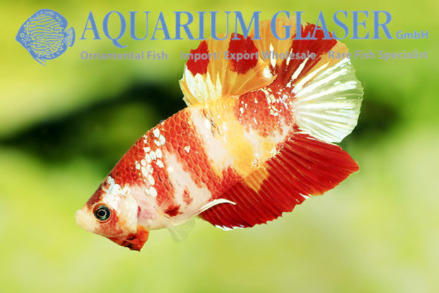Betta splendens „Emerald Candy“ - Aquarium Glaser GmbH