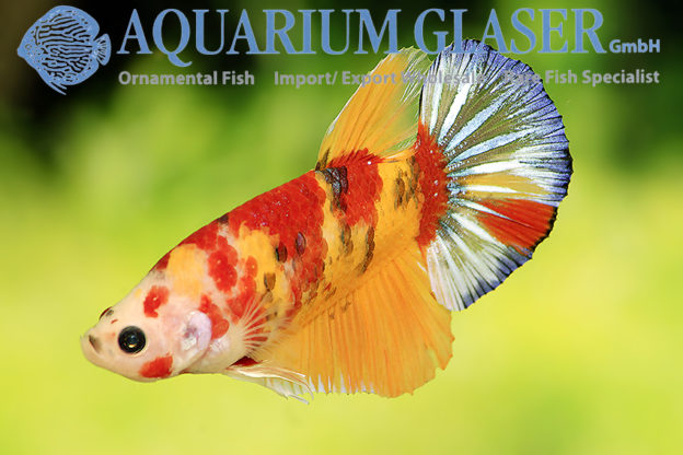 Betta splendens „Emerald Candy“ - Aquarium Glaser GmbH