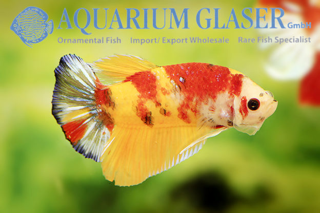 Betta splendens „Emerald Candy“ - Aquarium Glaser GmbH