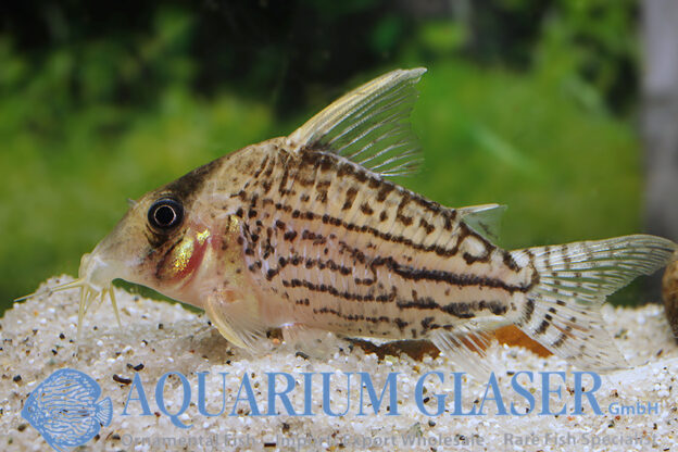 Brochis sp. “Super Schwartzi Hifin Longnose” ( = Corydoras sp. “labrina ...