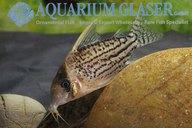 Brochis sp. “Super Schwartzi Hifin Longnose” ( = Corydoras sp. “labrina ...