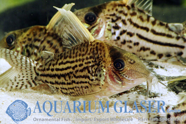 Brochis sp. “Super Schwartzi Hifin Longnose” ( = Corydoras sp. “labrina ...