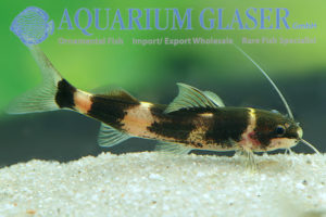 10c. Catfishes: remaining catfish from South America - Aquarium Glaser GmbH