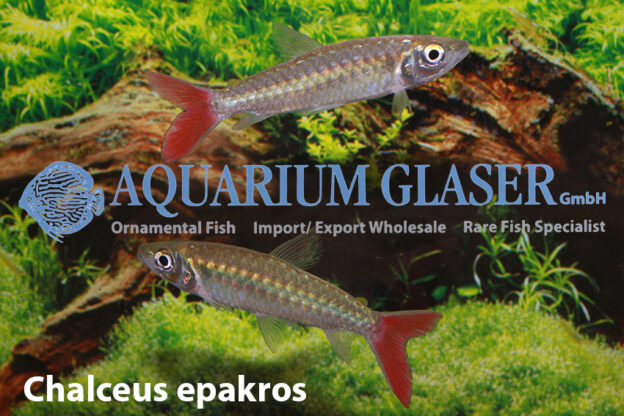 Chalceus erythrurus - Aquarium Glaser GmbH