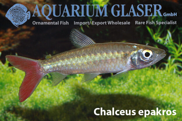 Chalceus erythrurus - Aquarium Glaser GmbH
