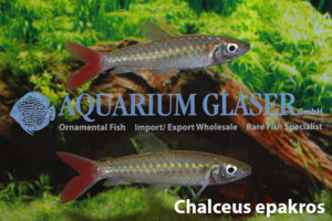 Chalceus erythrurus - Aquarium Glaser GmbH