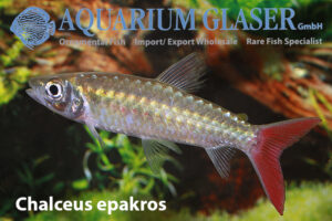 Chalceus erythrurus - Aquarium Glaser GmbH