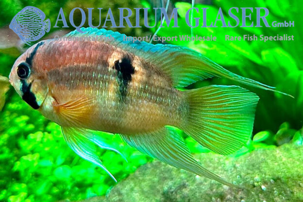 Cleithracara maronii KOUROU - Aquarium Glaser GmbH
