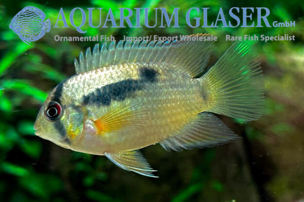 Cleithracara maronii KOUROU - Aquarium Glaser GmbH