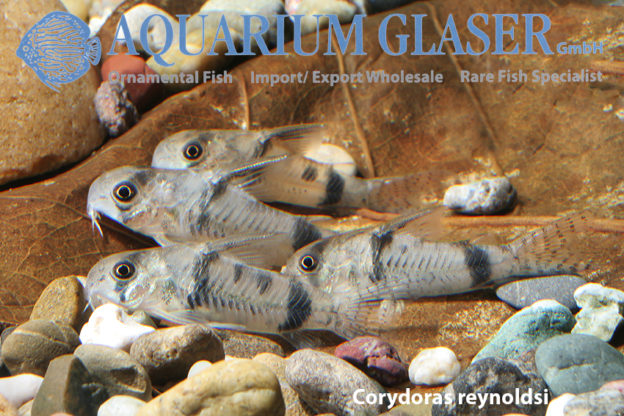 Corydoras reynoldsi & Corydoras tukano - Aquarium Glaser GmbH