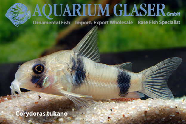 Corydoras reynoldsi & Corydoras tukano - Aquarium Glaser GmbH