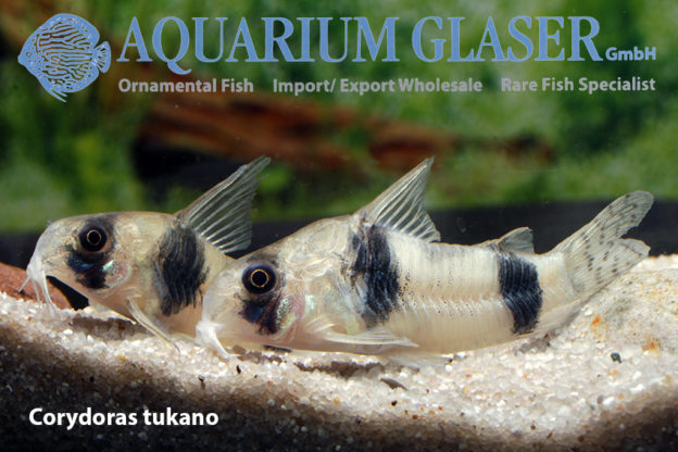 Corydoras reynoldsi & Corydoras tukano - Aquarium Glaser GmbH