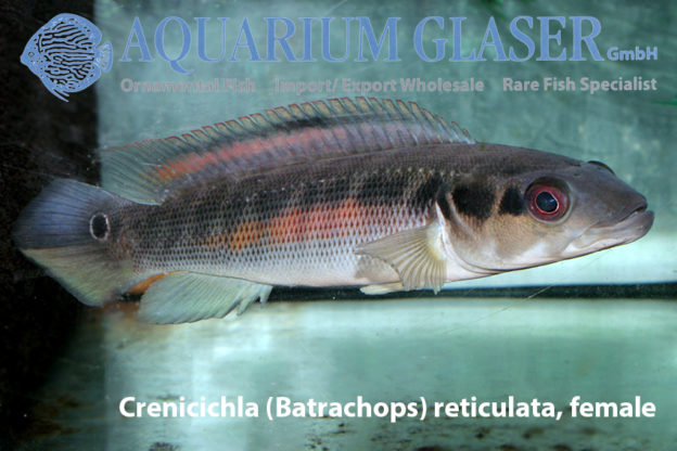 The Crenicichla have been reclassified - Aquarium Glaser GmbH