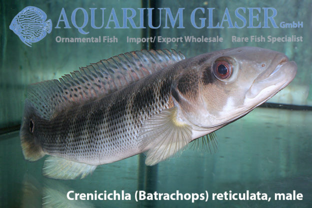The Crenicichla have been reclassified - Aquarium Glaser GmbH