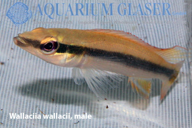 The Crenicichla have been reclassified - Aquarium Glaser GmbH