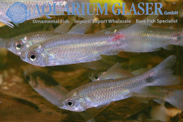Curimatopsis evelynae - Aquarium Glaser GmbH