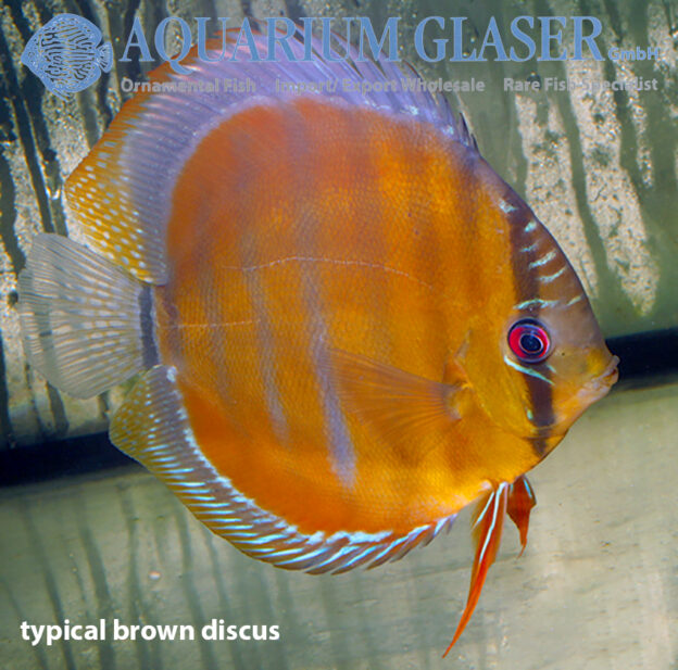 Der wissenschaftliche Artname von Diskusbuntbarschen: eine offene Frage ...