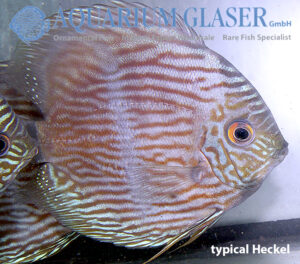 The scientific species name of discus cichlids: an open question ...