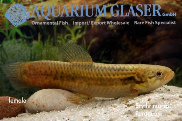 A new Erythrinus! - Aquarium Glaser GmbH