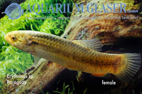 A new Erythrinus! - Aquarium Glaser GmbH