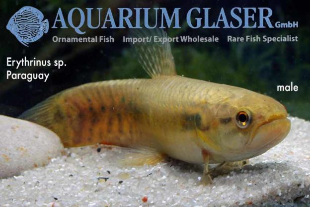 A new Erythrinus! - Aquarium Glaser GmbH
