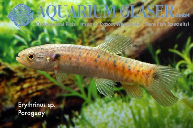 A new Erythrinus! - Aquarium Glaser GmbH