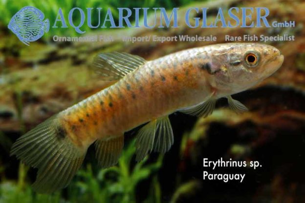 A new Erythrinus! - Aquarium Glaser GmbH
