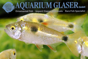 Exodon paradoxus - Aquarium Glaser GmbH