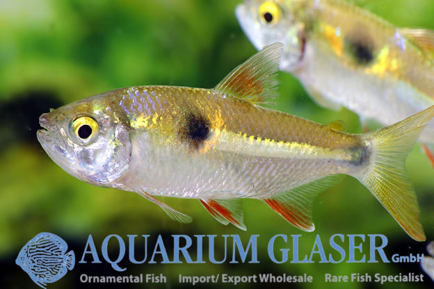 Exodon paradoxus - Aquarium Glaser GmbH