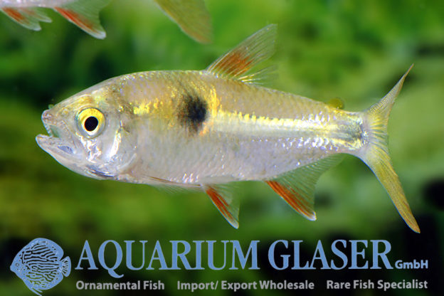 Exodon paradoxus - Aquarium Glaser GmbH