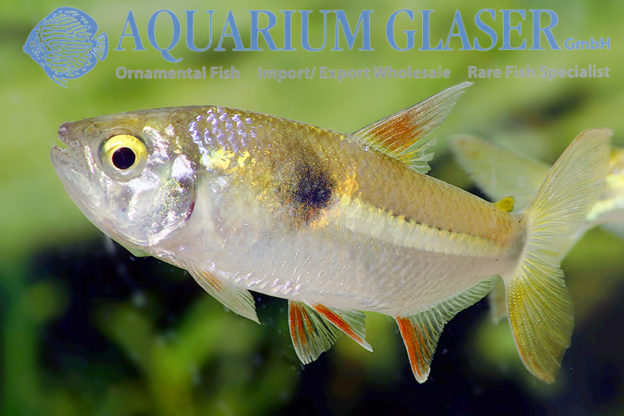 Exodon paradoxus - Aquarium Glaser GmbH