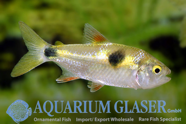 Exodon paradoxus - Aquarium Glaser GmbH