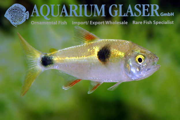 Exodon paradoxus - Aquarium Glaser GmbH